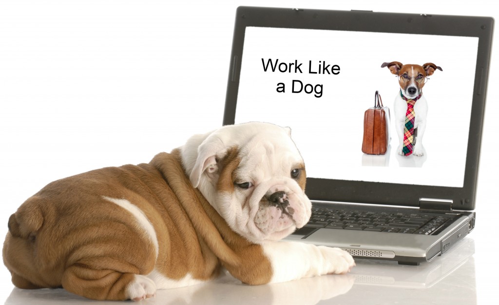 Dogs in the Workplace: Risks and Tips | Cornerpoint Law | Seattle ...